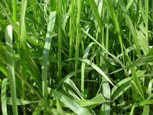 Semillas de Pastos Clima Cálido: Bracchiaria brizanta Cv. Marandú