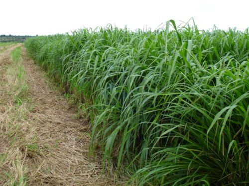Semillas de Pastos Clima Cálido: Panicum maximun CV Mombaza